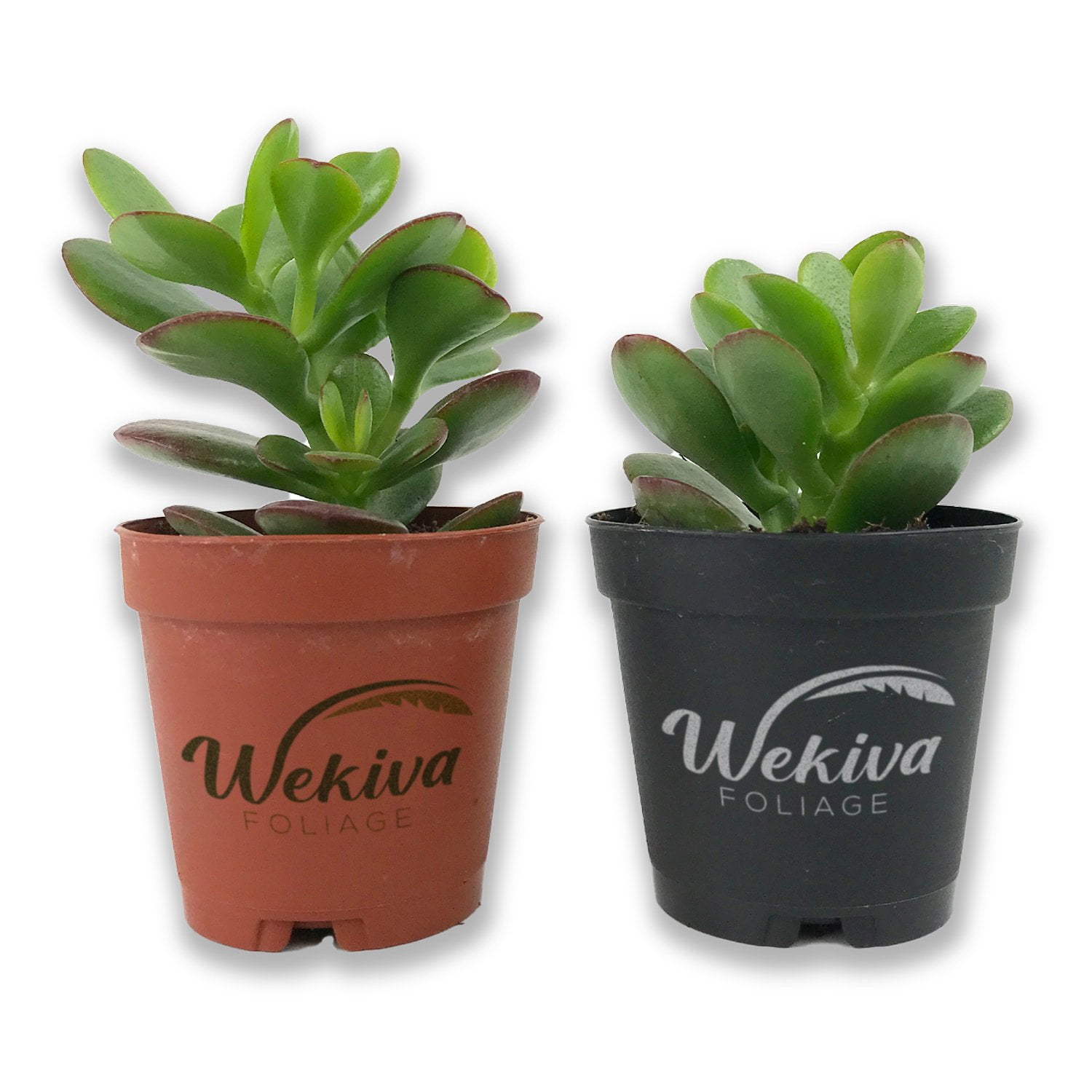 Mini Leaf Jade Plant - 2 Live Starter Plants in 2 Inch Pots ...