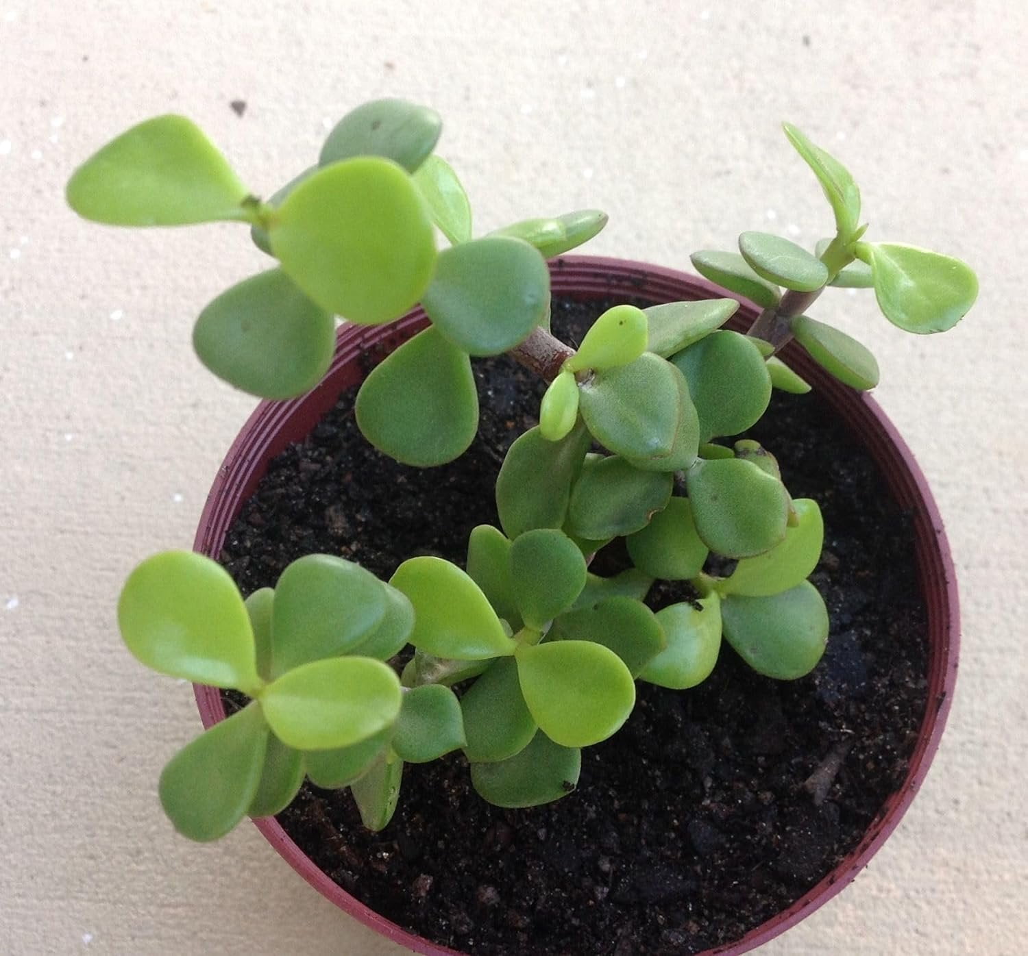 Mini Leaf Jade Plant - 3 Live Starter Plants in 2 Inch Pots ...