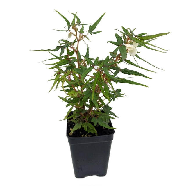 Mini Maple Leaf Begonia Plant - 2.5" Pot - Terrarium/Fairy Garden/House ...