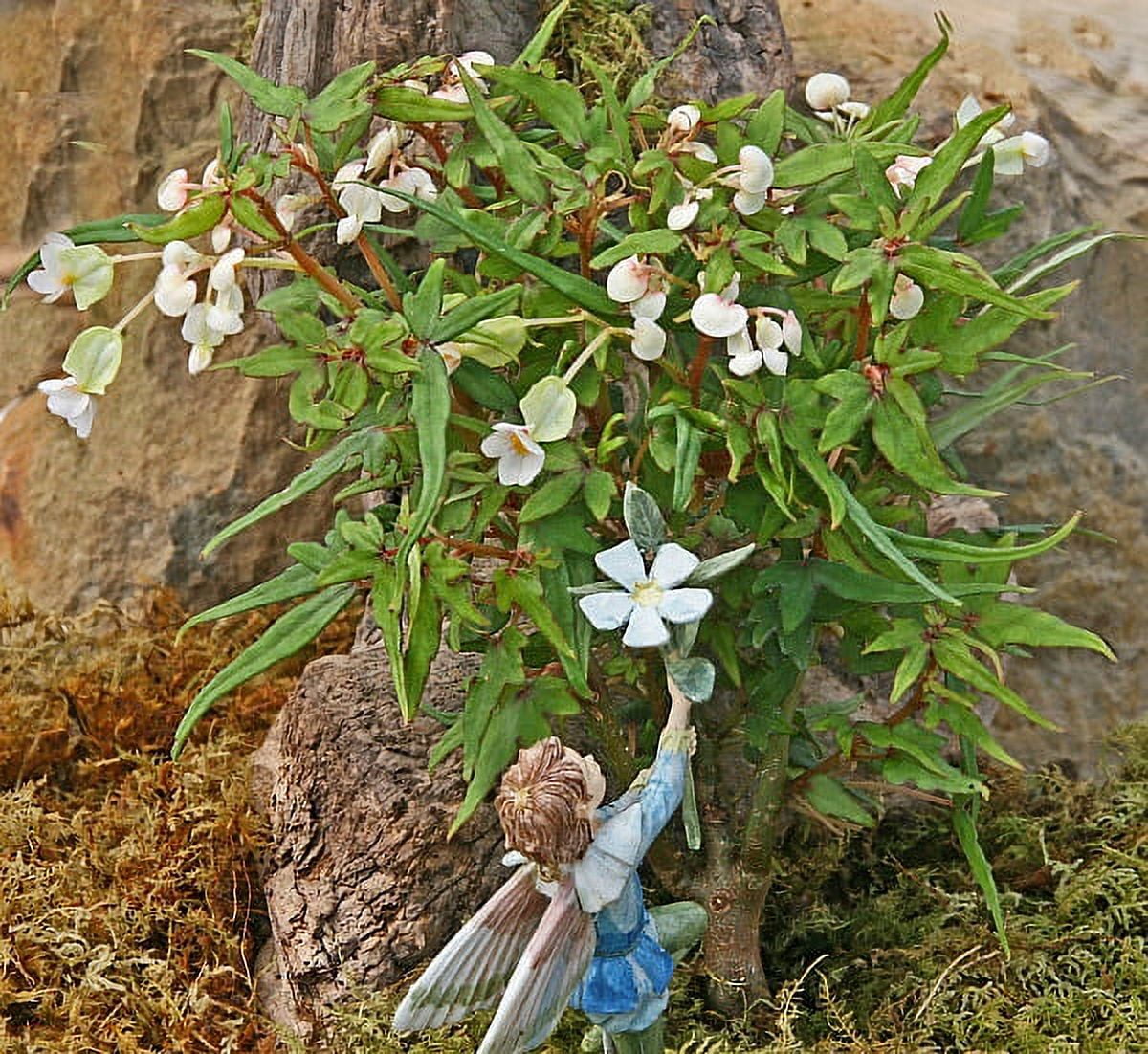 Mini Maple Leaf Scented Leaf Geranium - 2.5" Pot - Fairy Garden or ...