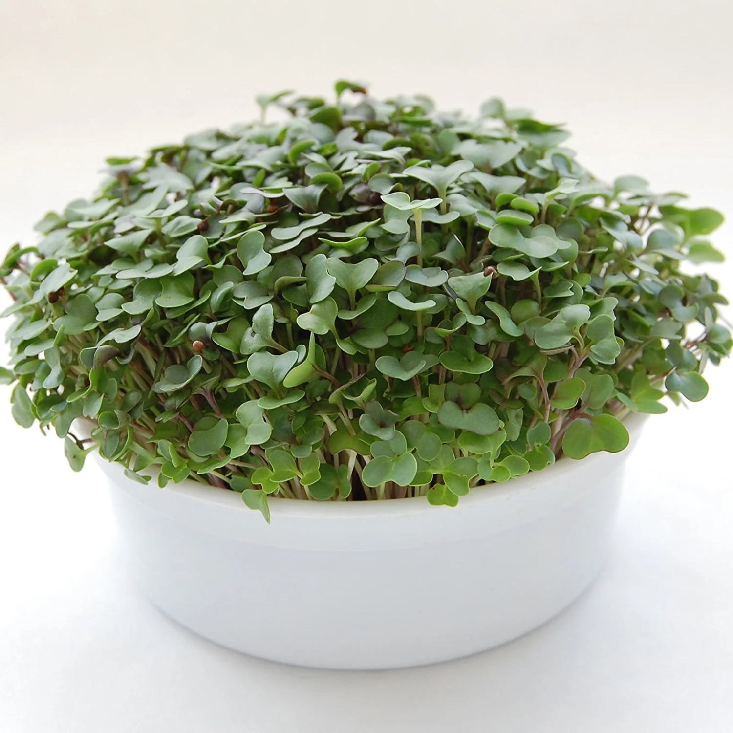 Mini Microgreens Growing Kit,Grow Organic Greens from Kit to Kitchen in ...
