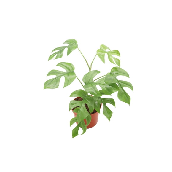 Monstera Plants in Indoor Plants - Walmart.com