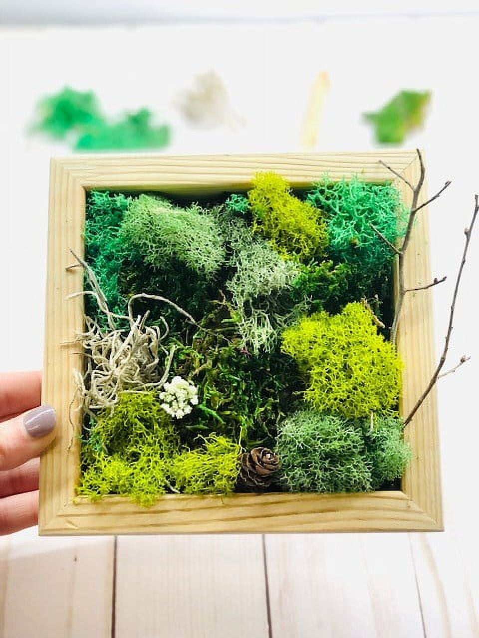 Mini Moss Wall Art DIY kit, moss wall art, moss frame, moss kit, crafts ...