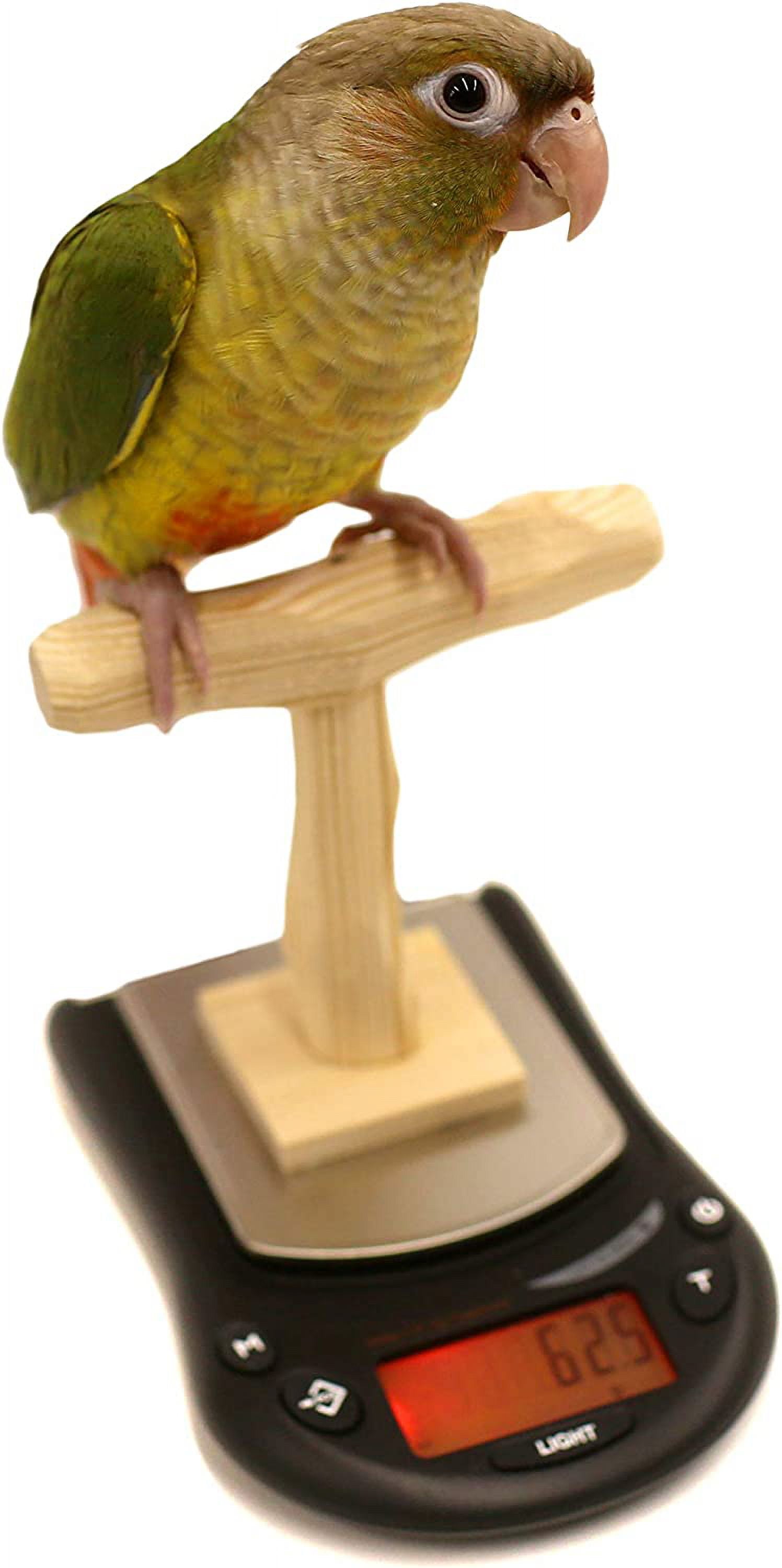 Mini NU Perch Parakeet Training Scale - Small Parrots & Parakeets ...