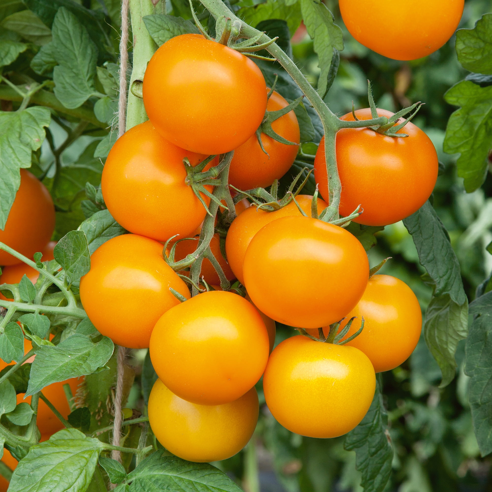 Mini Orange Tomato Seeds - 1 Oz ~6800 Seeds - Non-GMO, Heirloom ...