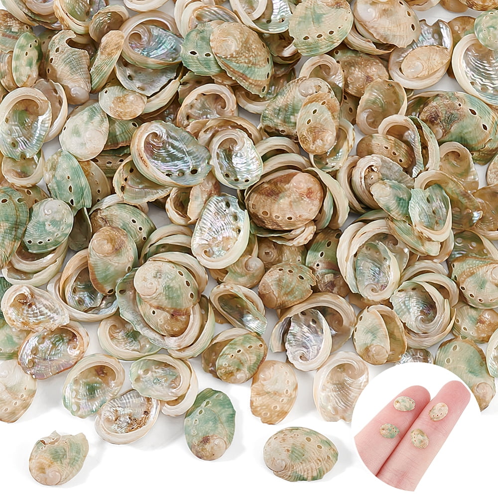 Mini Paua Shell Baby Abalone Shell for Art Craft Vase Fillers Light ...