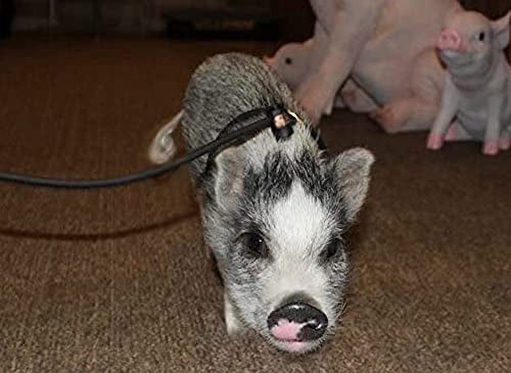 Mini Pig Harness & Leash -Adjustable- 12' in Length Also fits Pot ...