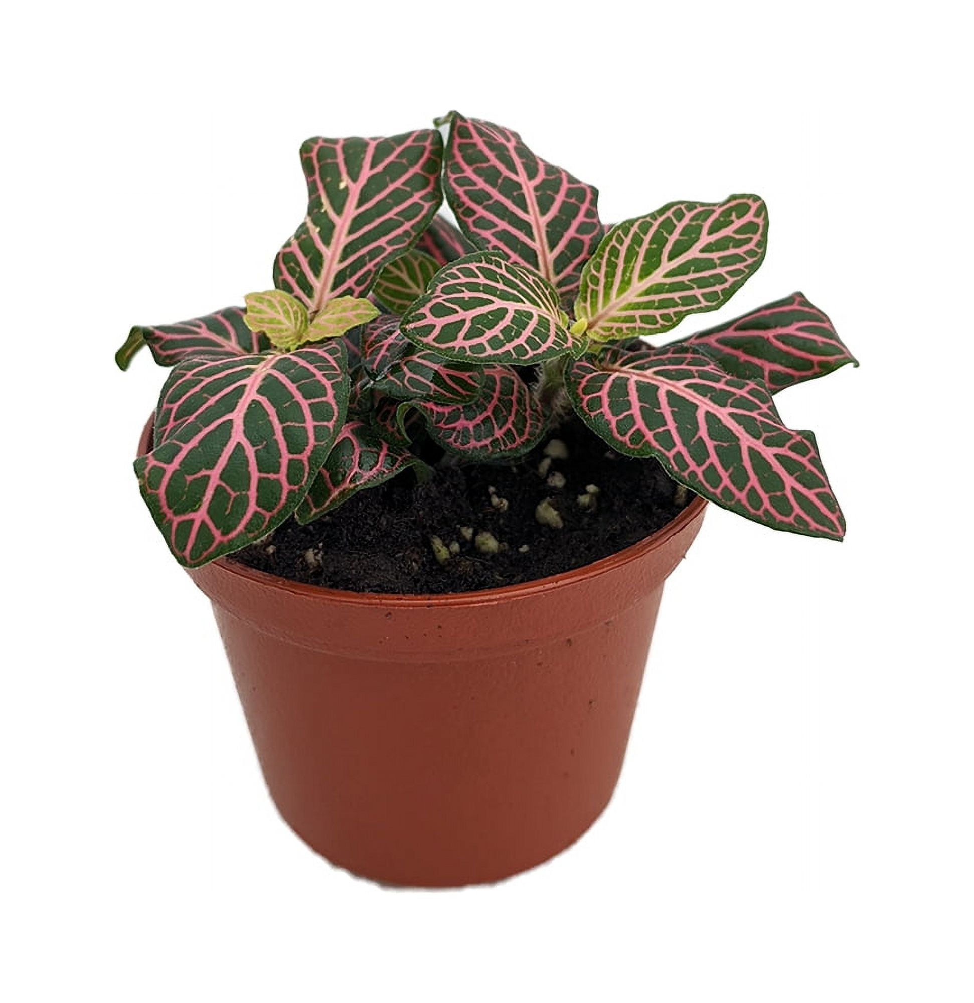 Mini Pink Veined Nerve Plant - Fittonia - Easy House Plant - 2.5" Pot ...