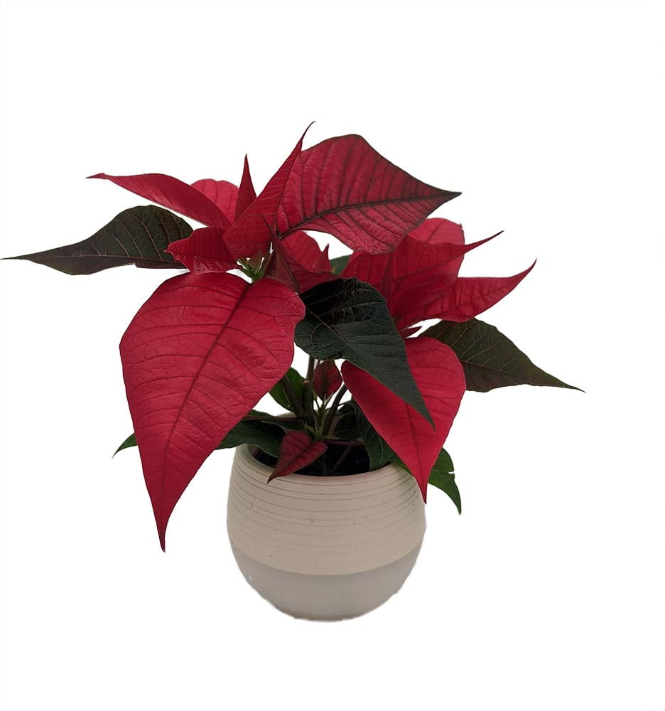 Mini Poinsettia in 3" White Self-Watering Pot - Live Plant - Immediate ...