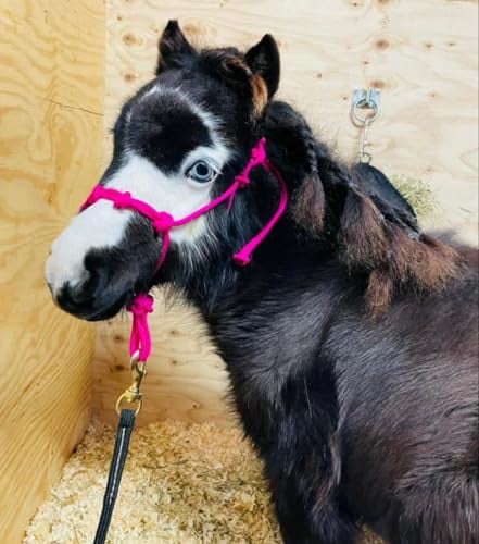 Mini-Pony 4 Knotted Training Rope Horse Halter with Stiff Cord ...