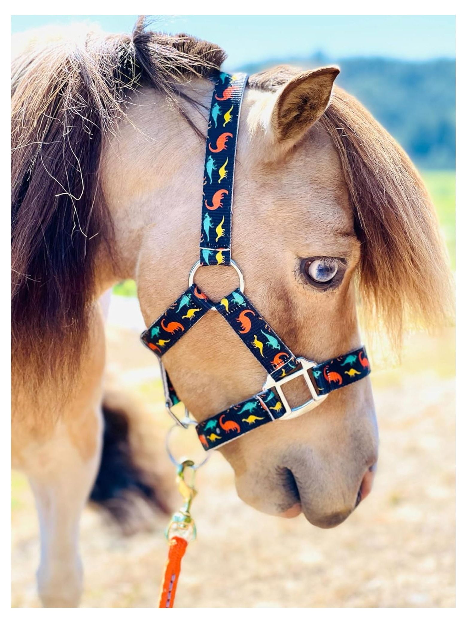 Mini-Pony Dinosaur Halter Nylon Horse Training Halter Stiff Cord ...