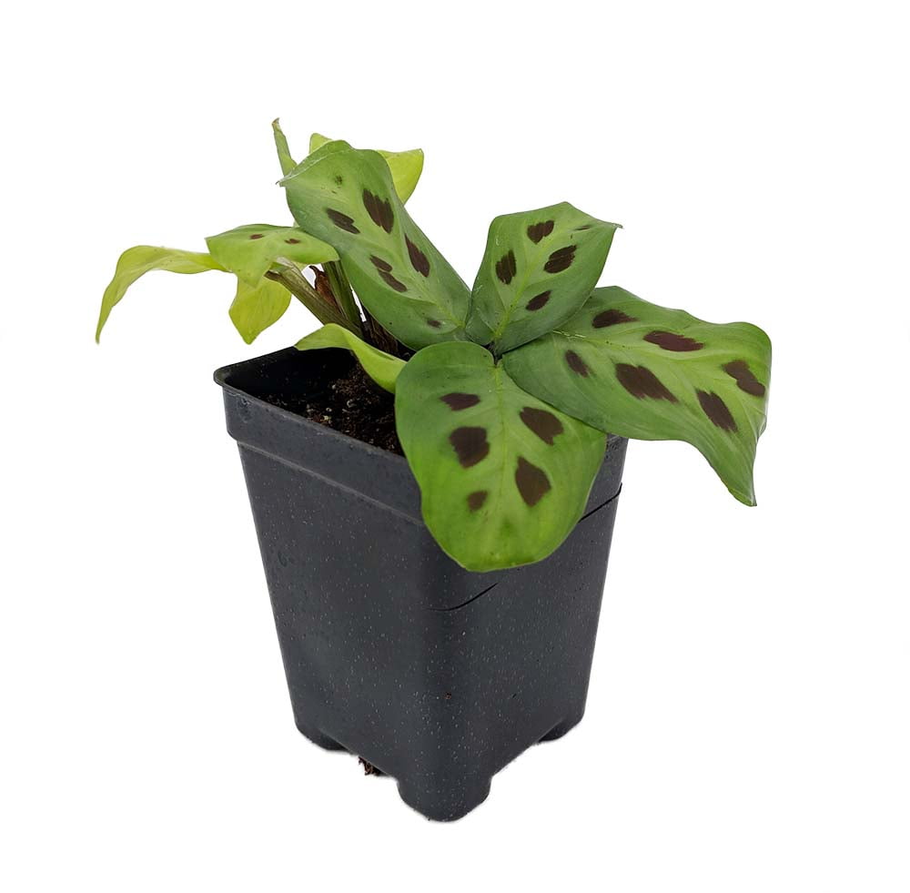 Mini Prayer Plant - Calathea micans - Meehams Miniature - 2.5" Pot ...