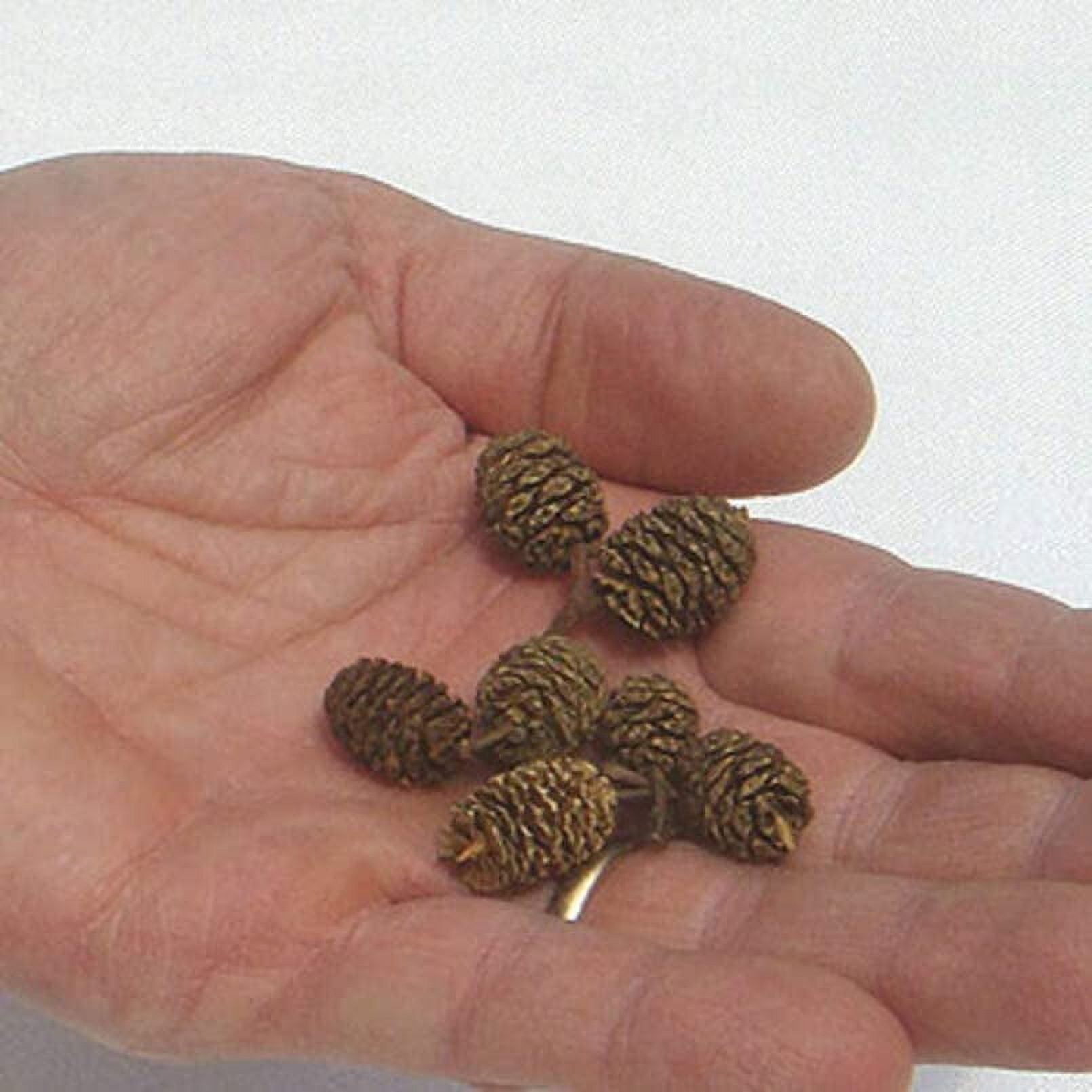 Mini Red Alder Pine Cones - Tiny Pine Cones, Great for Seasonal ...