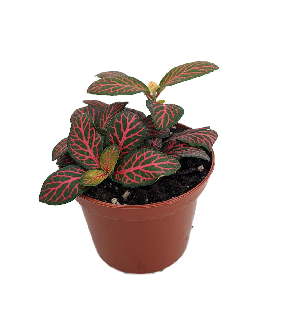 Fittonia Mini Red Veined Nerve Plant - Easy Indoor House Plant - 2.5 ...