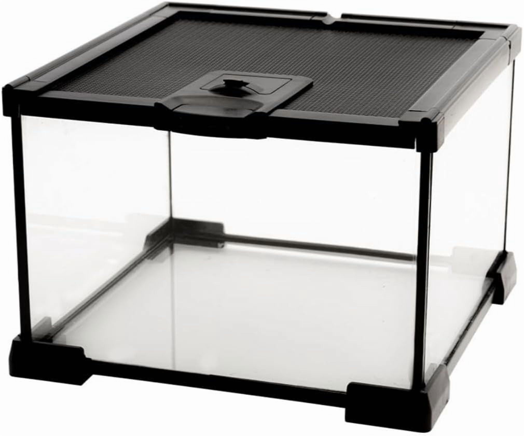 Mini Reptile Glass Terrarium Tank, cage for Tarantula Sling Geckos ...