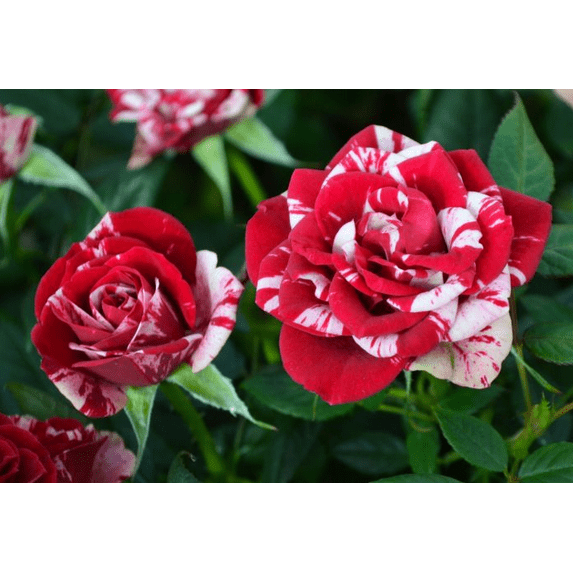 Mini Rose Bush Live Plant for Planting, Mini Rose Bush Ready to Plant 6 ...