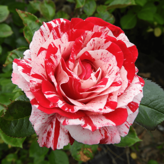 Mini Rose Live Plant, 4 - 6 Inch Tall, Red Pink Blooms, Mini Rose Plant ...