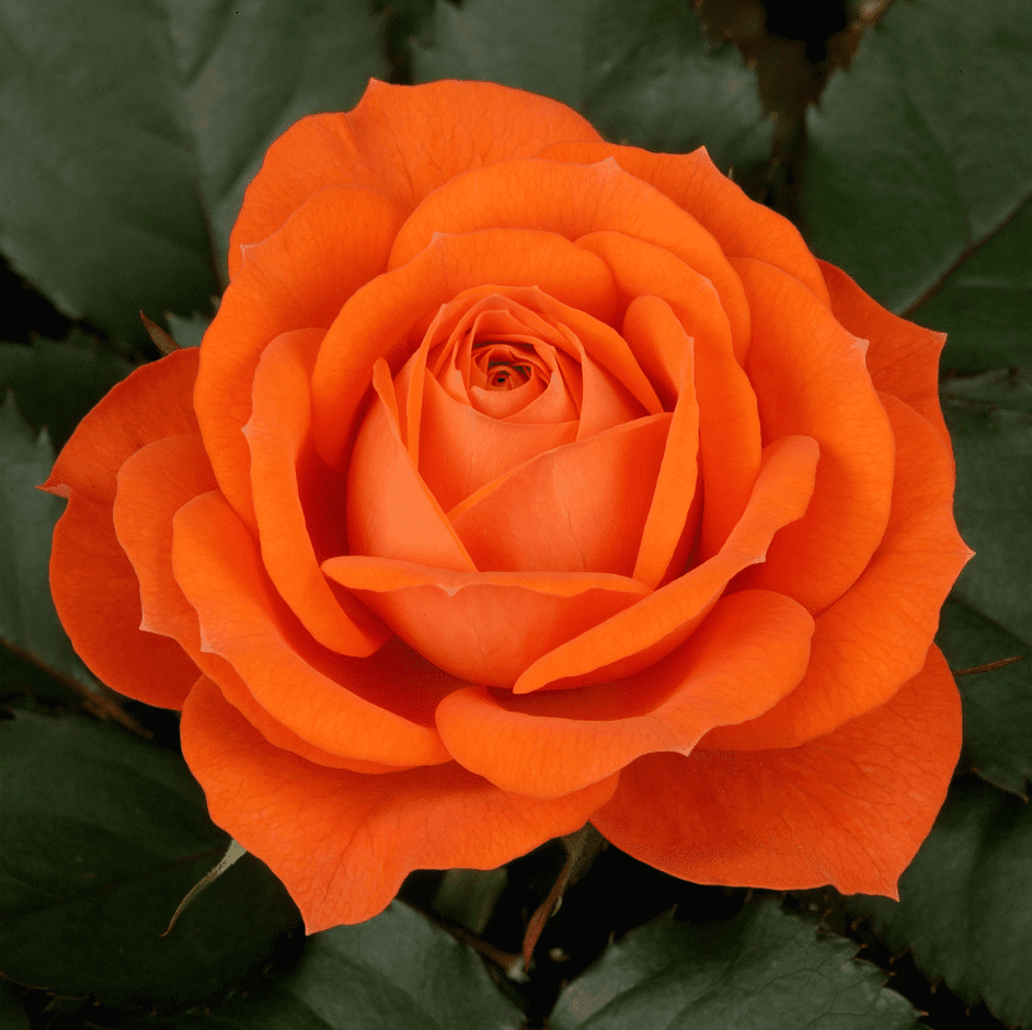 Mini Rose Orange Live Plant for Planting, Mini Rose Bush Ready to Plant ...