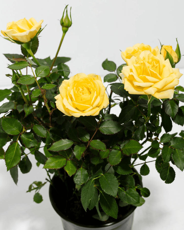 Mini Rose Yellow Live Plant for Planting, Mini Rose Bush Ready to Plant ...