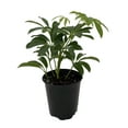 Mini Schefflera arboricola - Dwarf Umbrella Plant - 3.5" Pot - Walmart.com