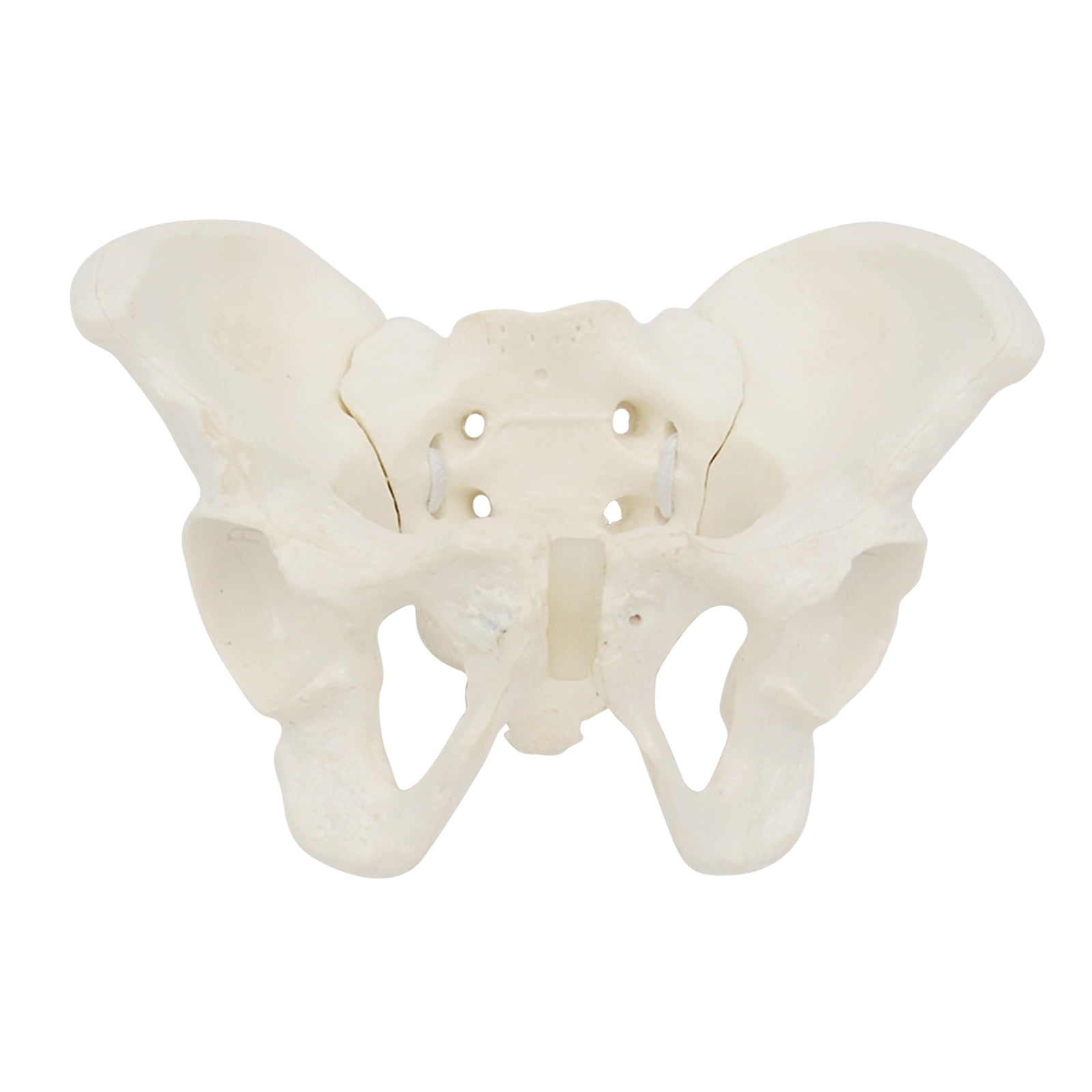 Mini Size Female Pelvis Model, Flexible Anatomy Model, Hip Bone Pelvic ...
