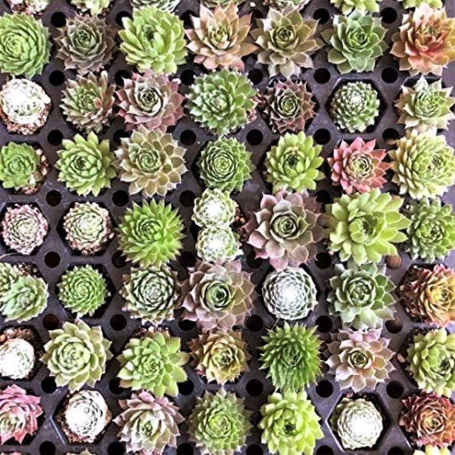 Mini Succulent Bulk Plants 2 Dozen Live Succulent Plants Sempervivum ...