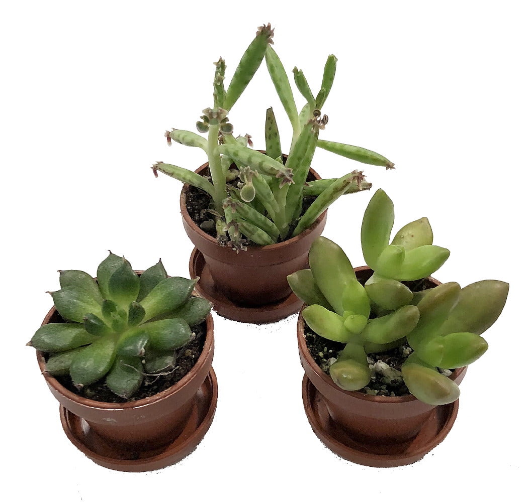 Mini Succulent Collection - Fairy Gardens/Terrarium - 3 Plants 1" pots ...