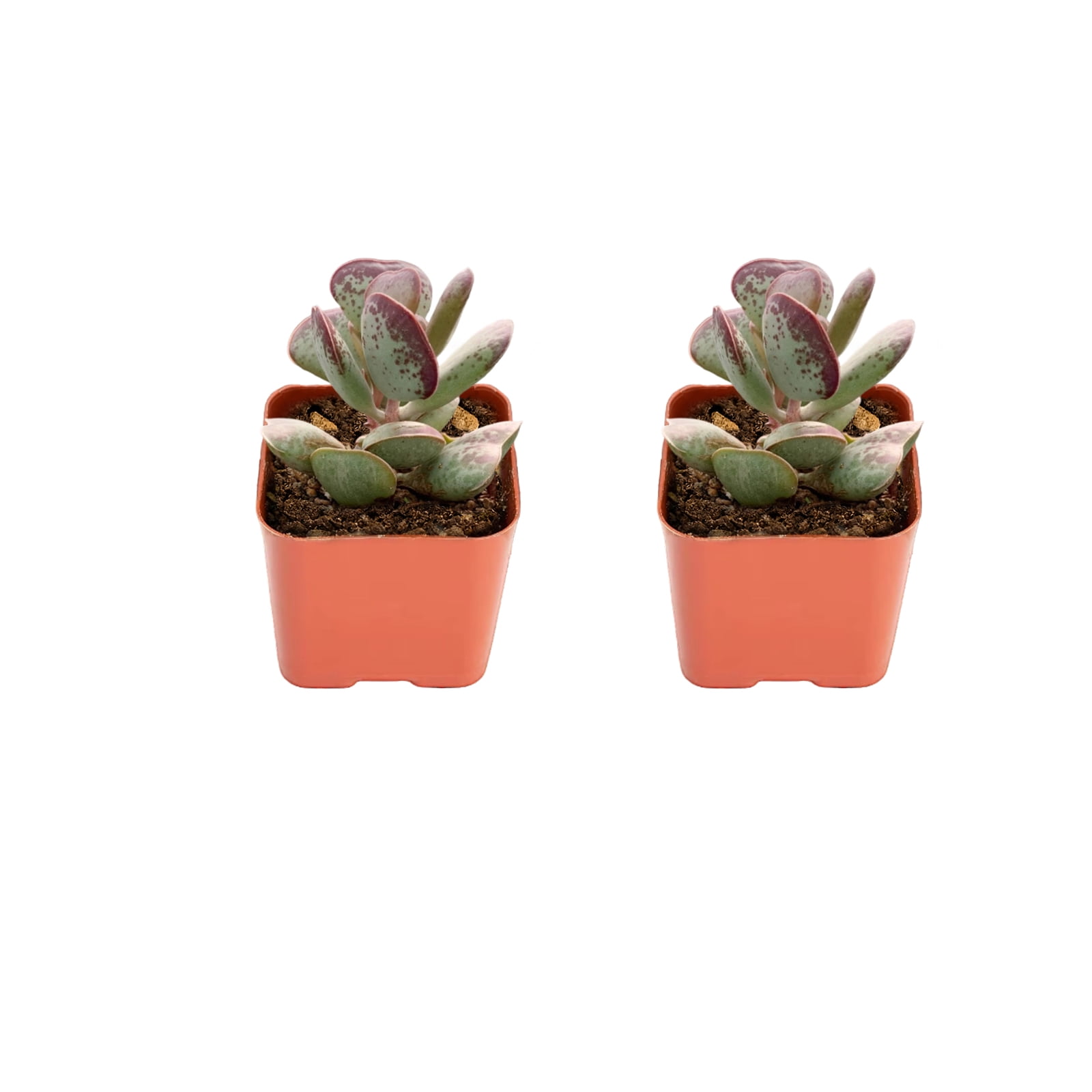 Mini Succulents Plants Live-2
