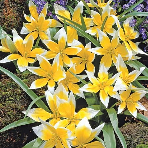 Mini Tarda Tulip Bulbs for Planting - Easy to Grow Perennial Tulips (10 ...