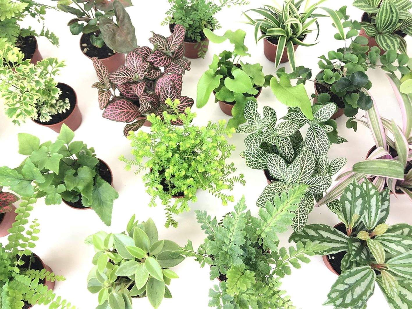 Mini Terrarium Plants (6 Plants) (2" Pots) Fairy Garden Plants Assorted ...