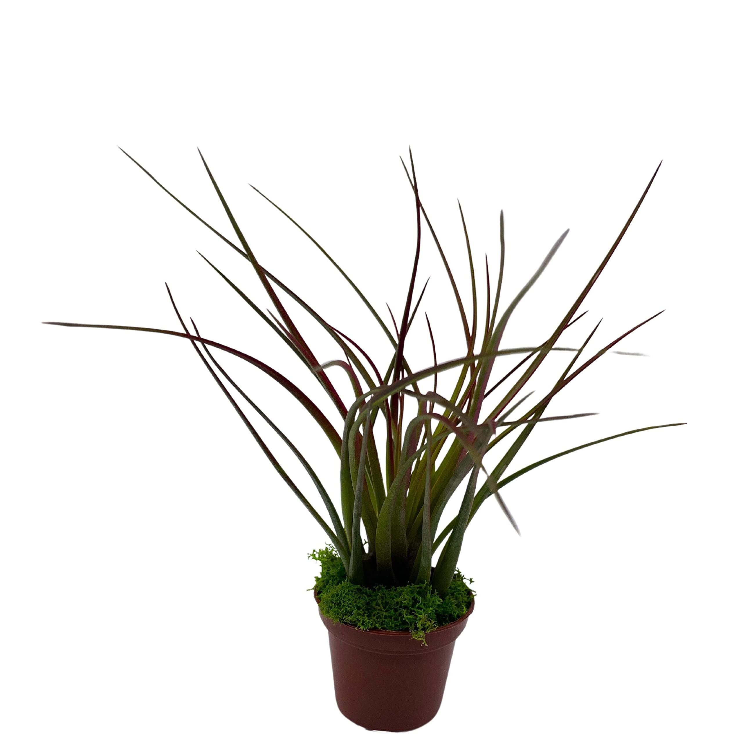 Mini Tillandsia Airplant Rooted in a 2 inch Pot with Green Moss Tiny ...