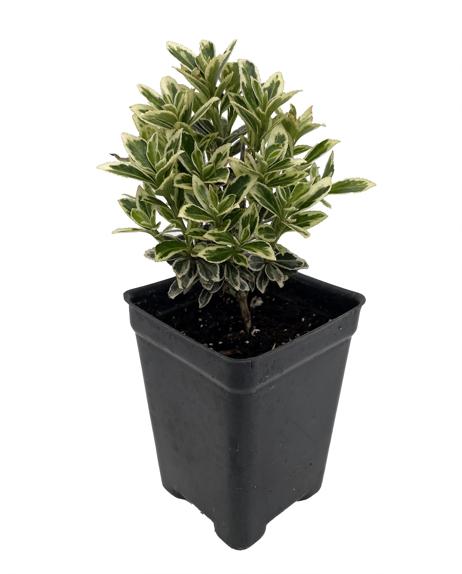 Mini Variegated Euonymus Plant - Very Easy Houseplant- 2.5" Pot ...