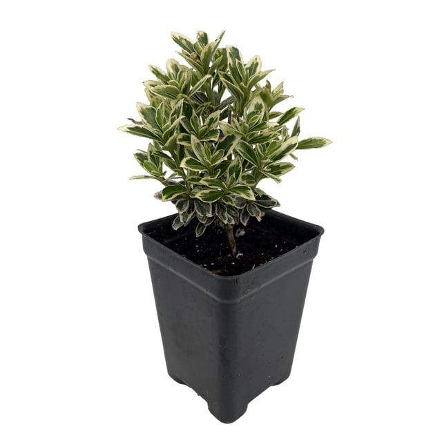 Mini Variegated Euonymus Plant - Very Easy Houseplant- 2.5" Pot ...