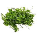 Mini Vine and Flower Model Set -3 Grams/0.105 Ounces of Artificial ...