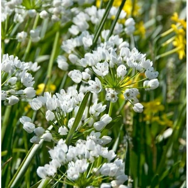 Mini White Allium Bulbs for Planting - Perennial Garden Flowers ...
