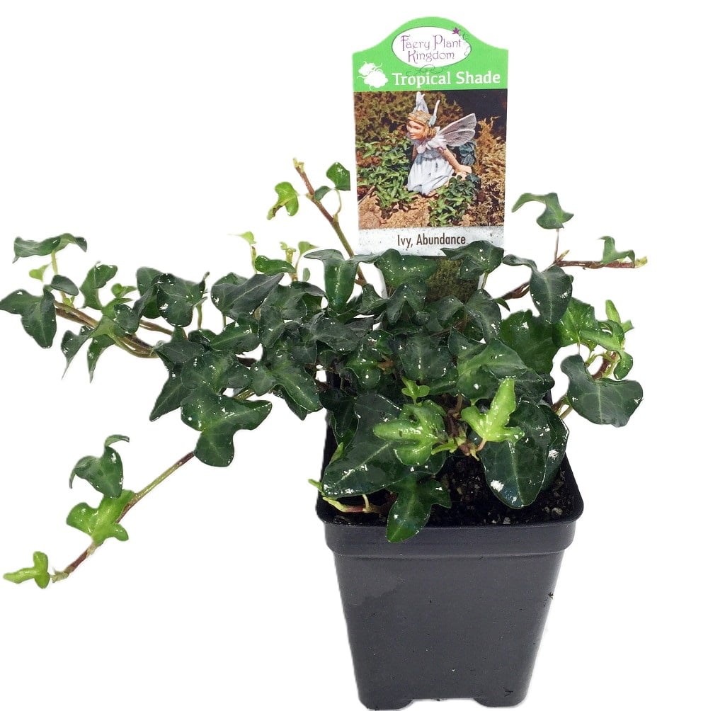Miniature Abundance English Ivy - 2.5" Pot - Terrarium/Fairy Garden ...