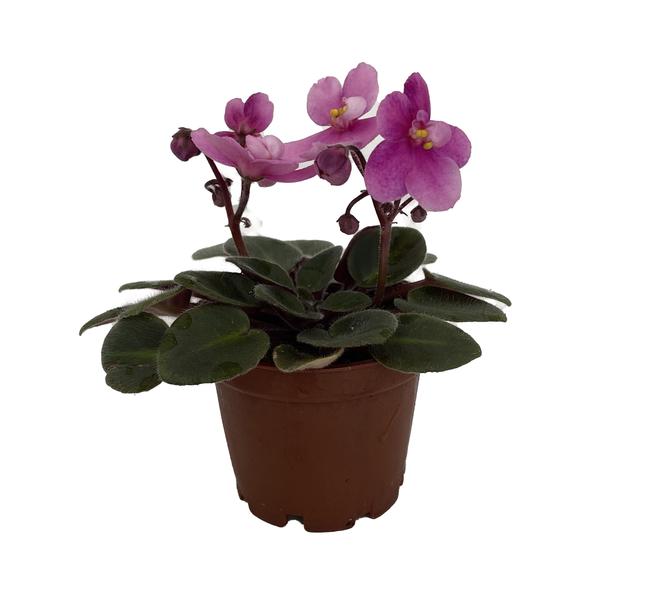 Miniature African Violet - 2" Pot - Great for Terrariums - Walmart.com