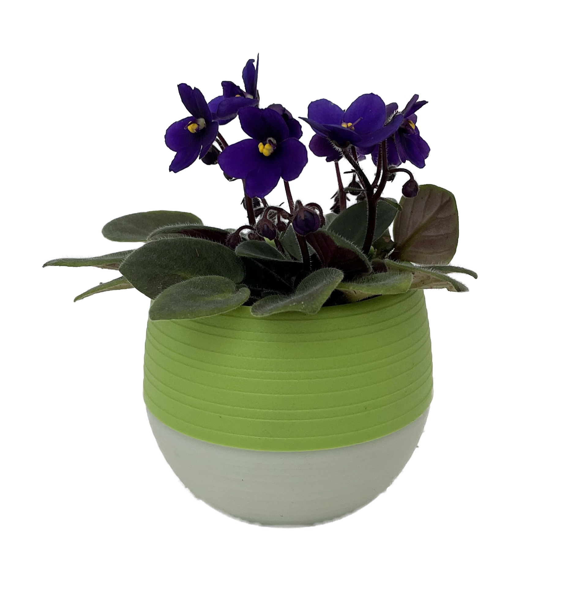 Miniature African Violet in 3" Green Self-Watering Pot - Walmart.com