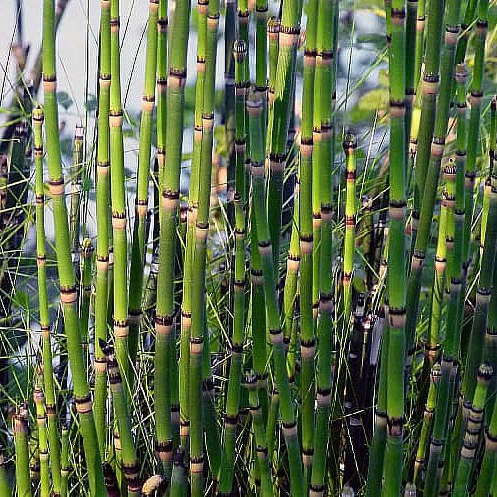 Miniature Bamboo Plant - Equisetum scirpoides - 2.5" Pot - Great ...