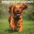 Miniature Dachshunds 2026 Wall Calendar, (Paperback) - Walmart.com