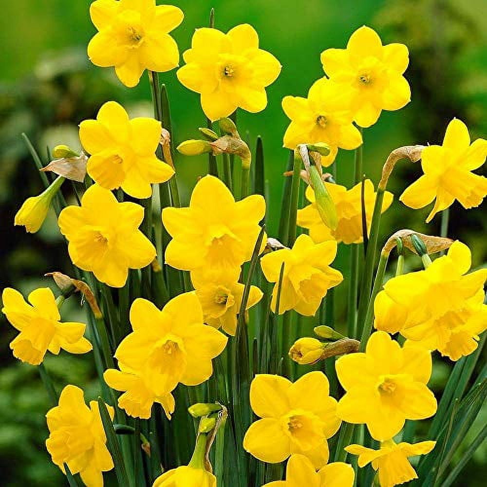 Miniature Daffodil Bulbs for Planting Daffodil Flower Bulbs 3 Bulbs ...