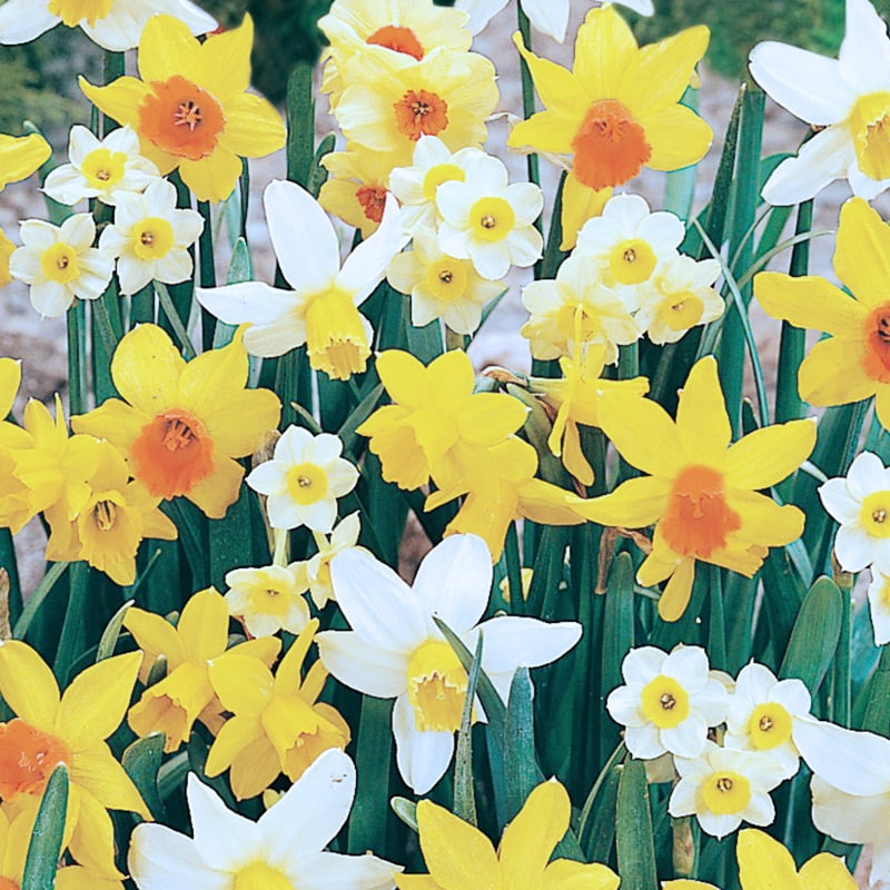 Miniature Daffodil Mix Flower Bulbs - 15 Bulbs per Pack - Deer ...