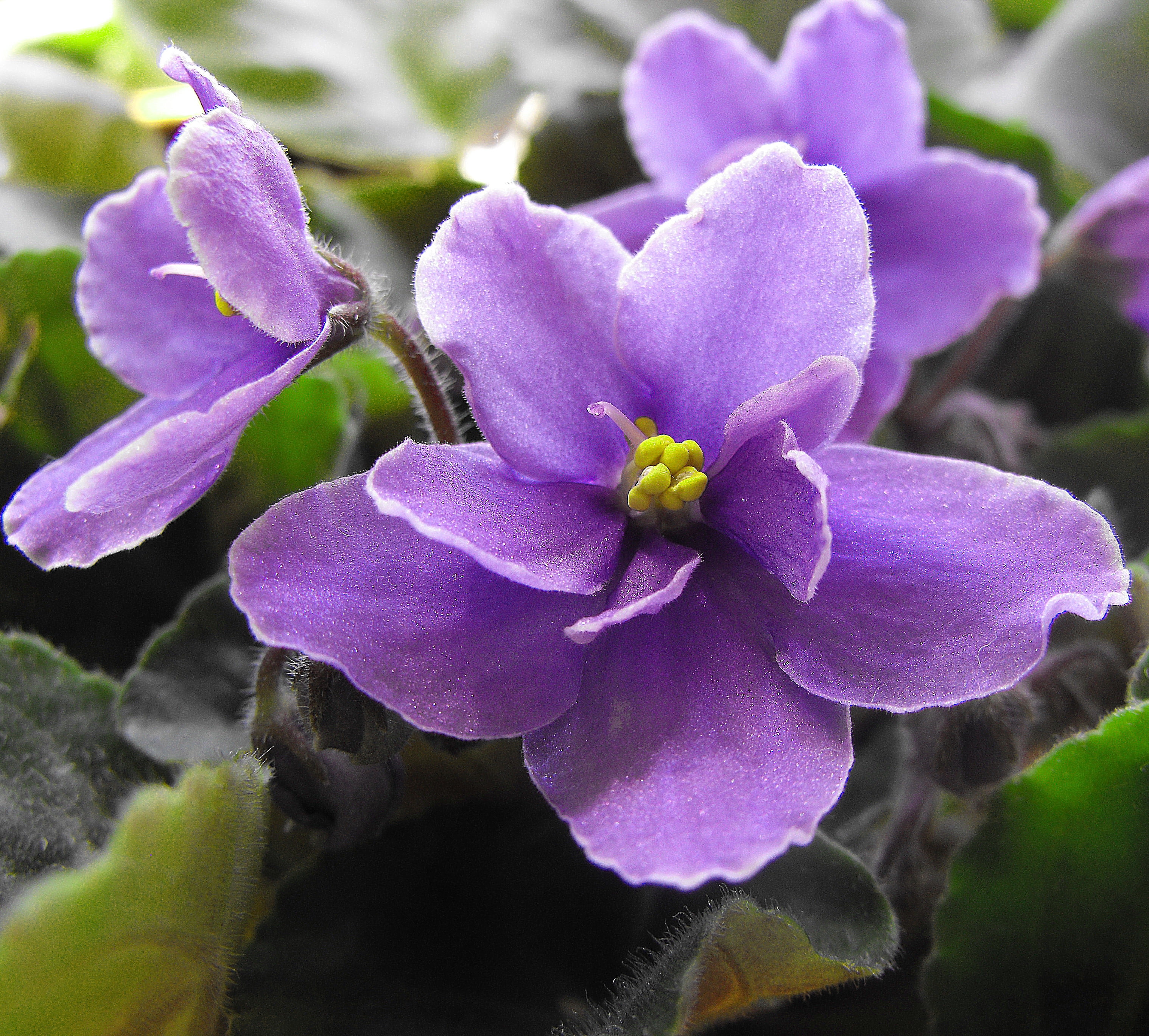 Miniature Jenny Lilac African Violet - 2.5" Pot - Walmart.com