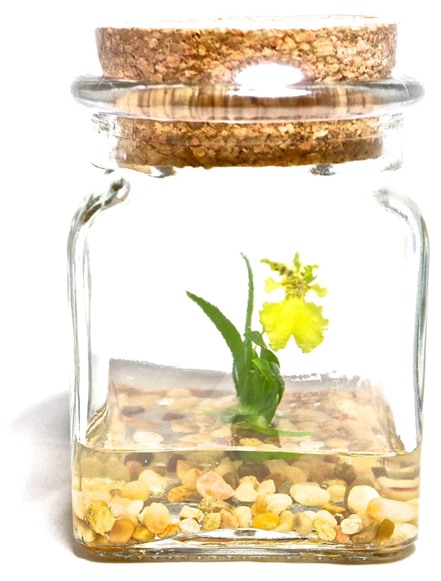 Miniature Miniature Dancing Orchid Terrarium - Zero Care - 4" Tall Jar ...
