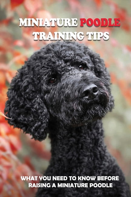 Miniature Poodle Training Tips: What You Need To Know Before Raising A ...
