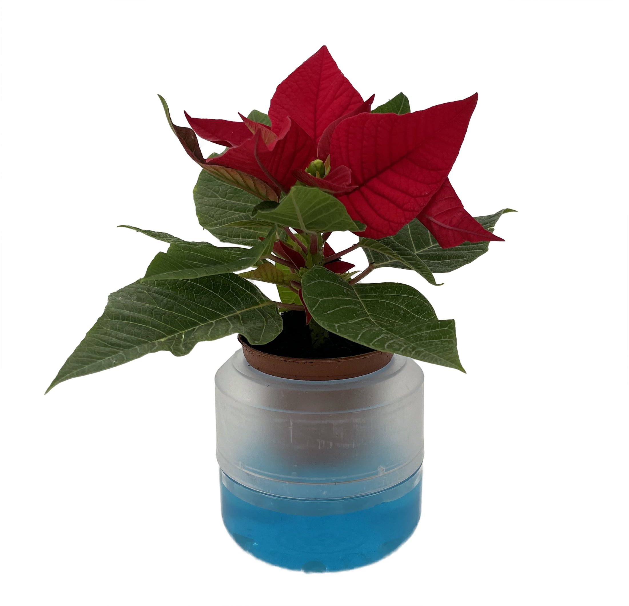 Miniature Red Holiday Poinsettia in Self-Watering Watership Pot - 2.5 ...