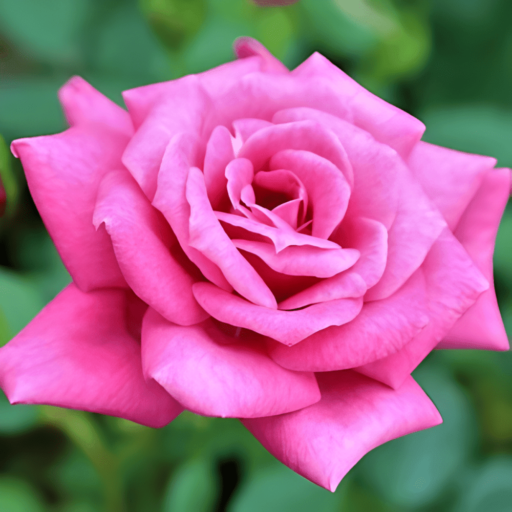 Miniature Roses Live Plants, 4 - 6 Inch Tall, Vibrant Pink Flower, Mini ...