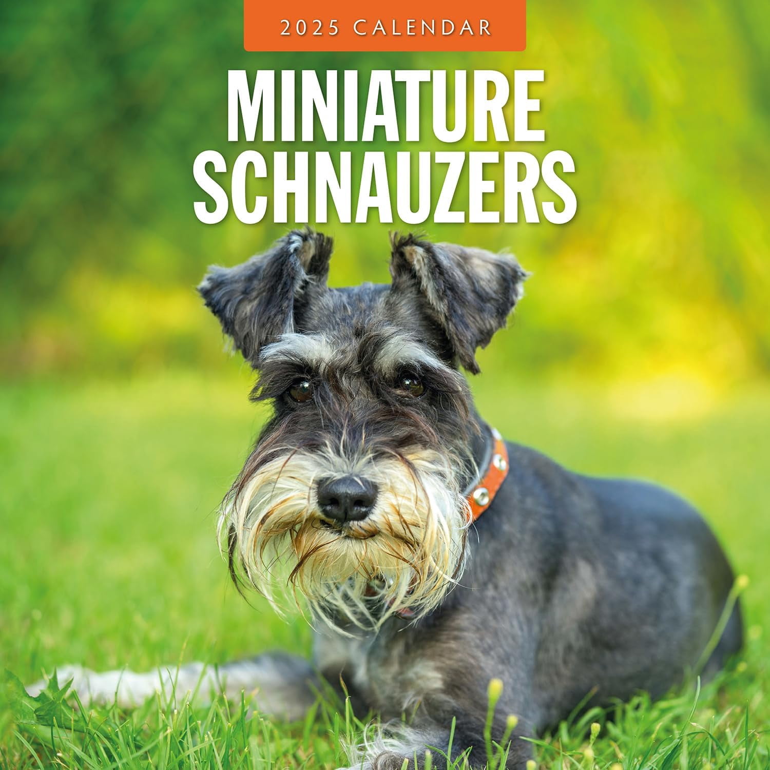 Miniature Schnauzer 2025 Square Wall Calendar - Walmart.com