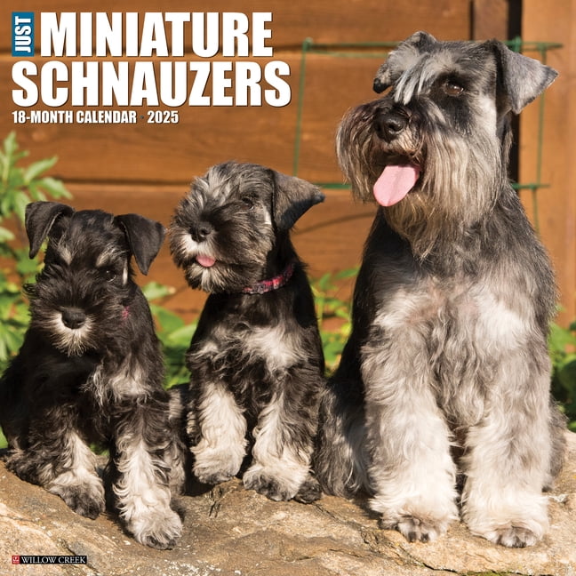 Miniature Schnauzers 2025 Wall Calendar - Walmart.com