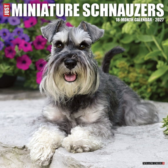 Miniature Schnauzers 2027 12 X 12 Wall Calendar, (Paperback) - Walmart.com